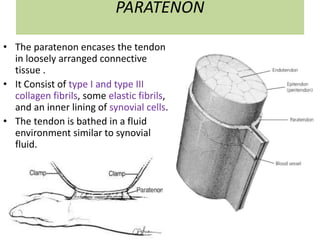 Tendon healing and tendon grafting | PPT