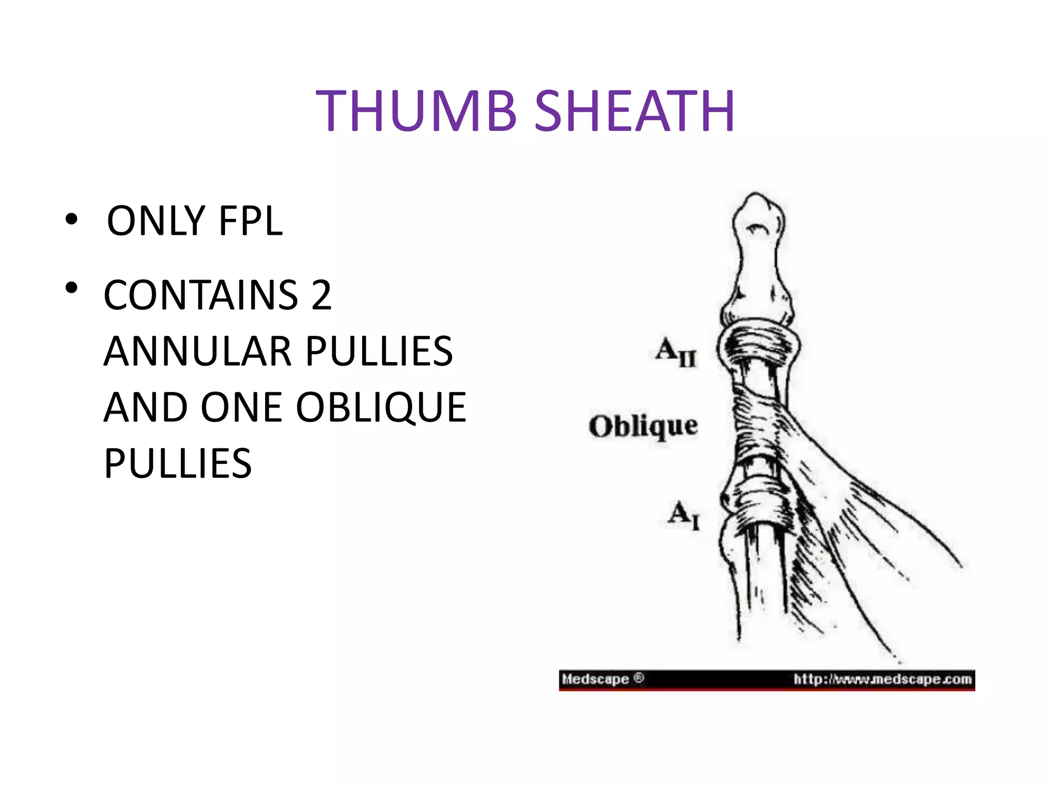 Tendon injuries of hand | PPTX