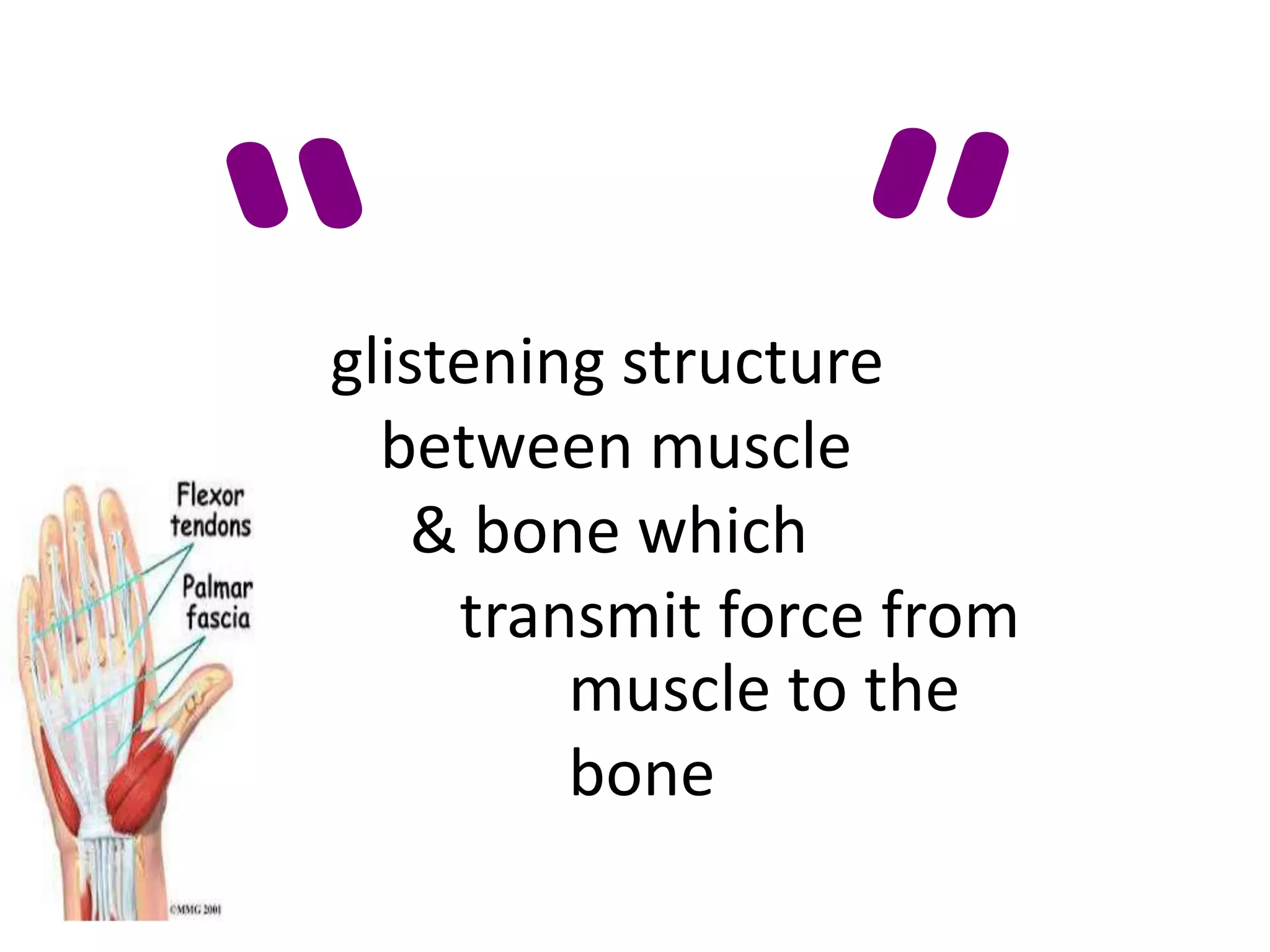 Tendon injuries of hand | PPTX