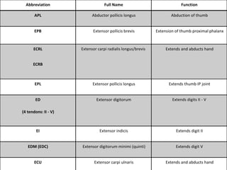 Tendon injuries of hand | PPTX