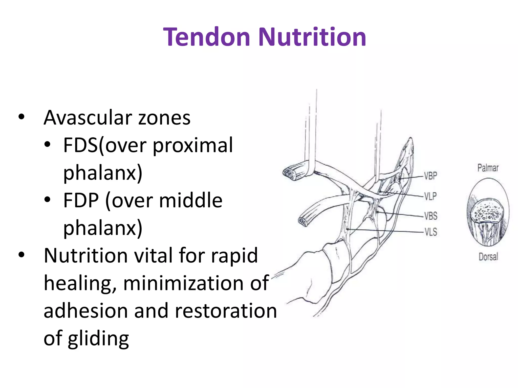 Tendon injuries of hand by Dr Saumya Agarwal | PPTX