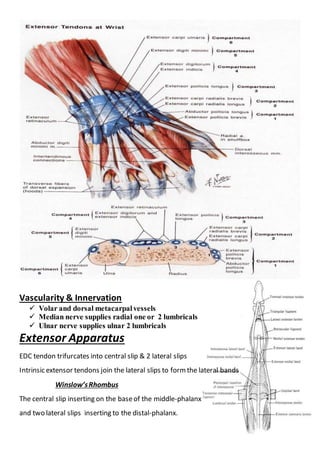 Tendon injury by dr yash | PDF