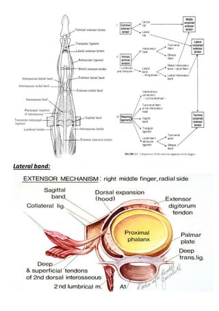 Tendon injury by dr yash | PDF
