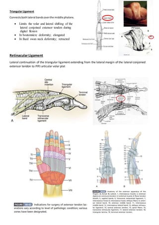 Tendon injury by dr yash | PDF