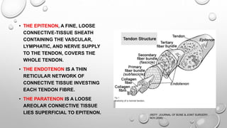 Tendon injury and repair | PPTX