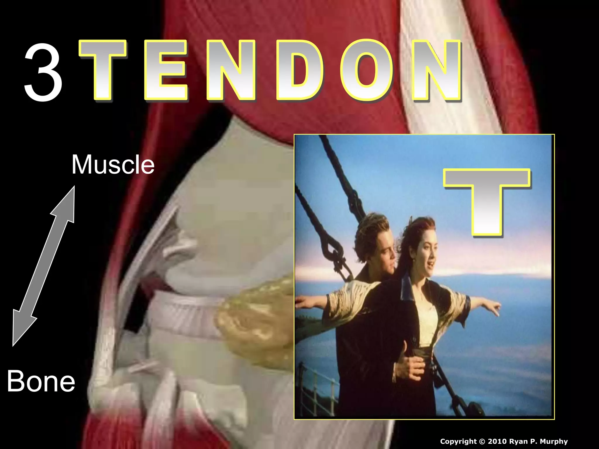 Tendon or Ligament Quiz, Build a Arm with Popsicle Sticks Lesson | PPT