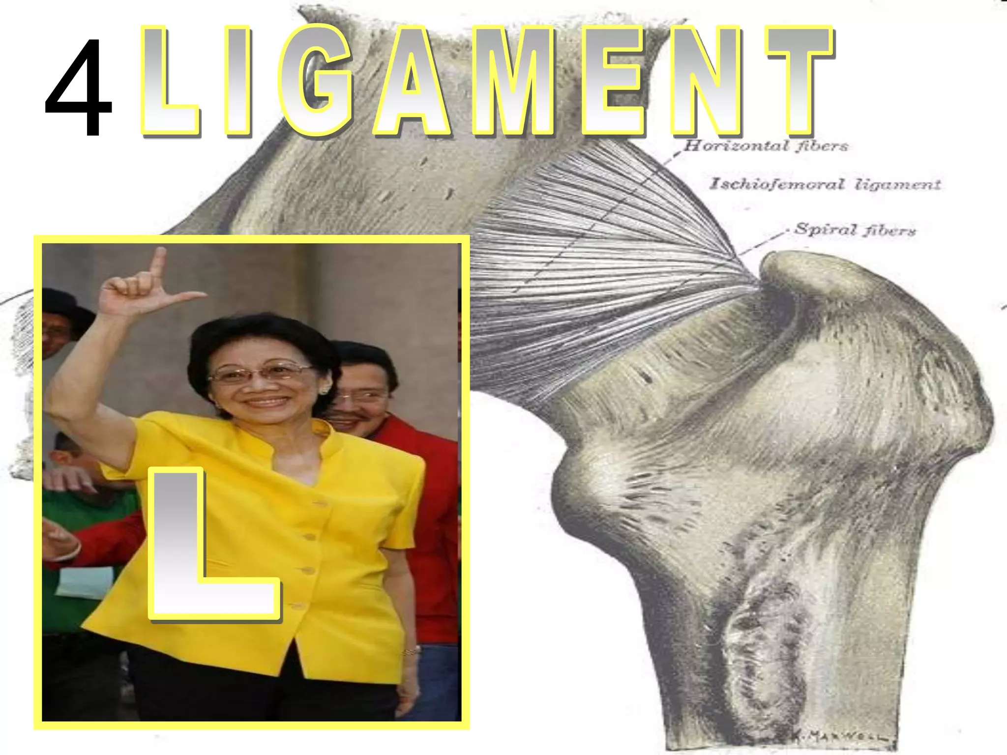 Tendon or Ligament Quiz, Build a Arm with Popsicle Sticks Lesson | PPT