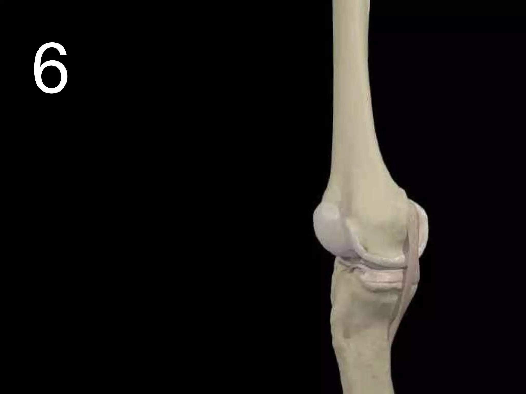 Tendon or Ligament Quiz, Build a Arm with Popsicle Sticks Lesson | PPT