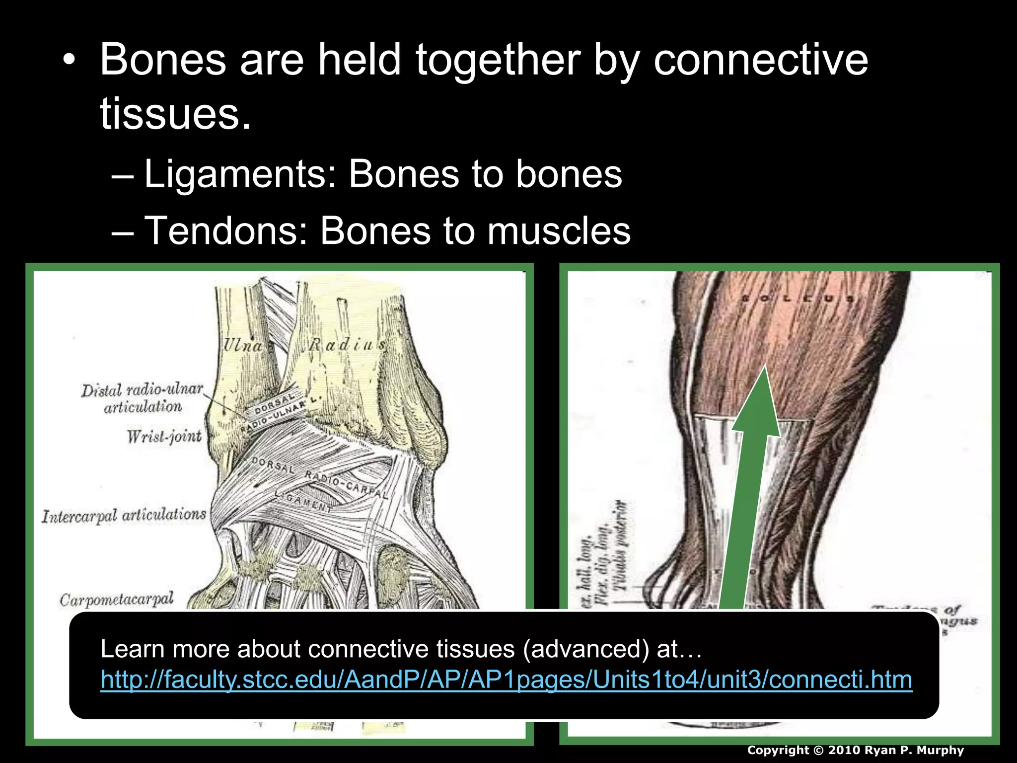 Tendon or Ligament Quiz, Build a Arm with Popsicle Sticks Lesson | PPT