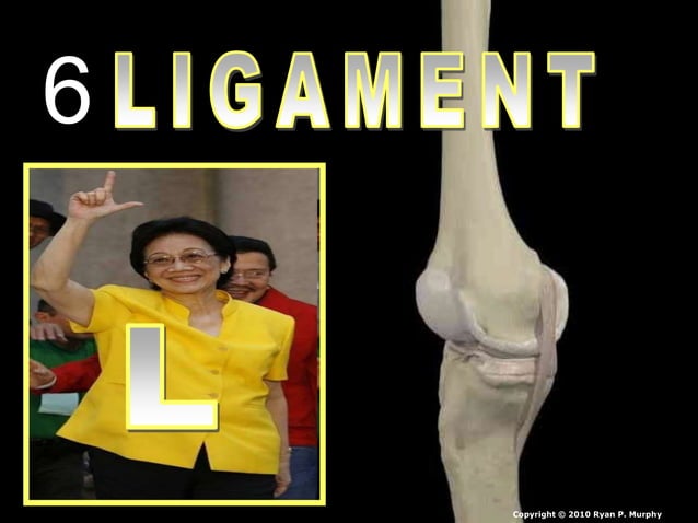 Tendon or Ligament Quiz, Build a Arm with Popsicle Sticks Lesson | PPT