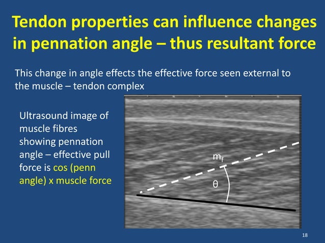 Tendon Mechanics Lecture | PPTX | Geology | Science