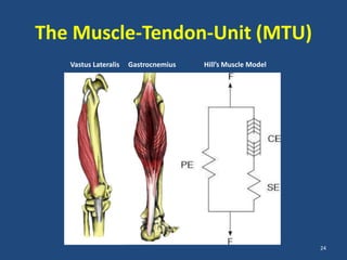 Tendon Mechanics Lecture | PPTX