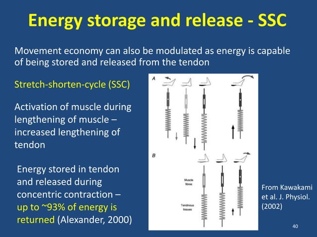 Tendon Mechanics Lecture | PPTX | Geology | Science