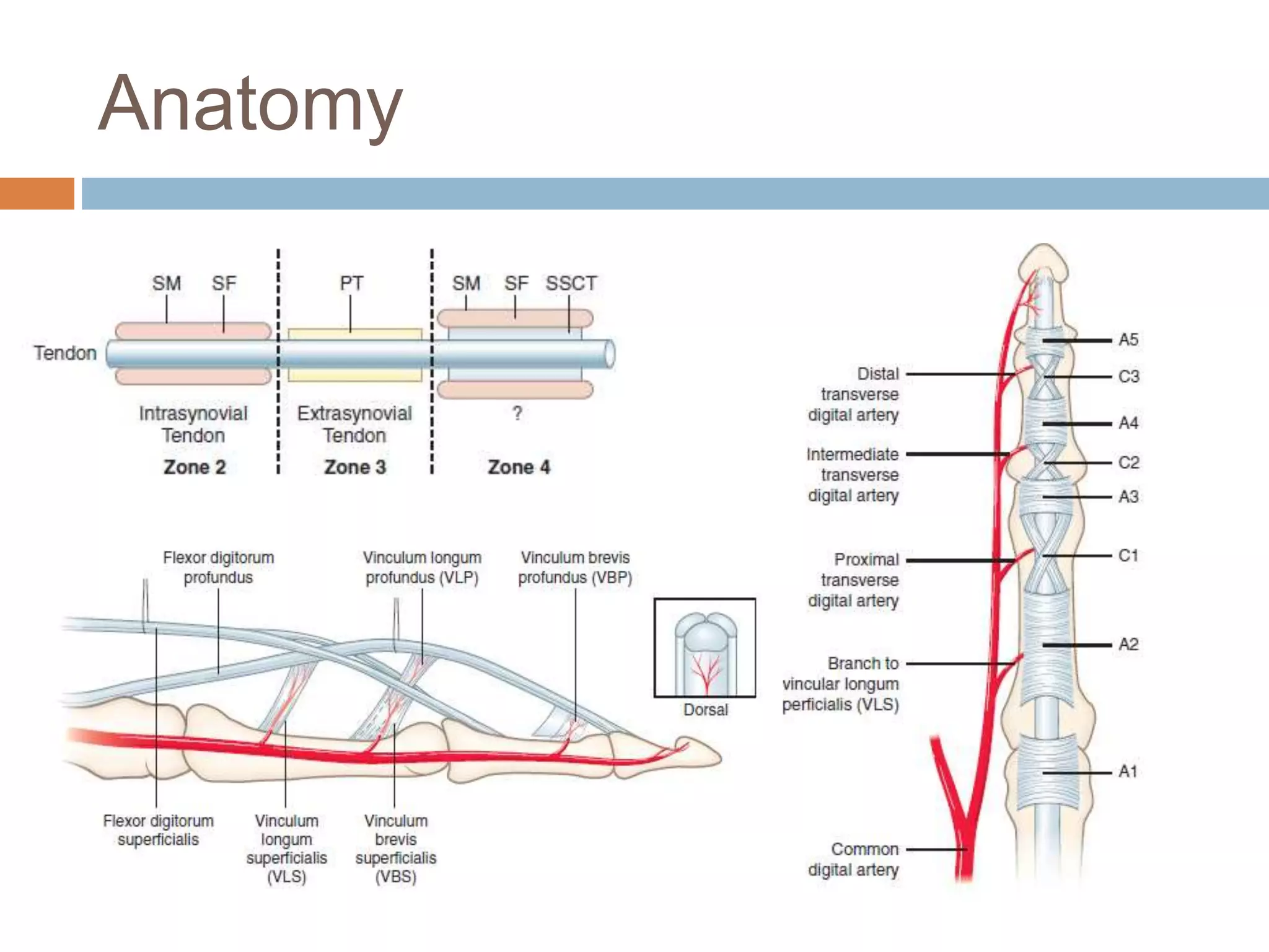 Tendon reconstruction | PPTX