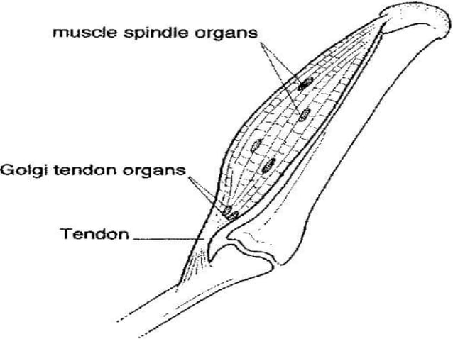 tendon release therapy(1).pptx