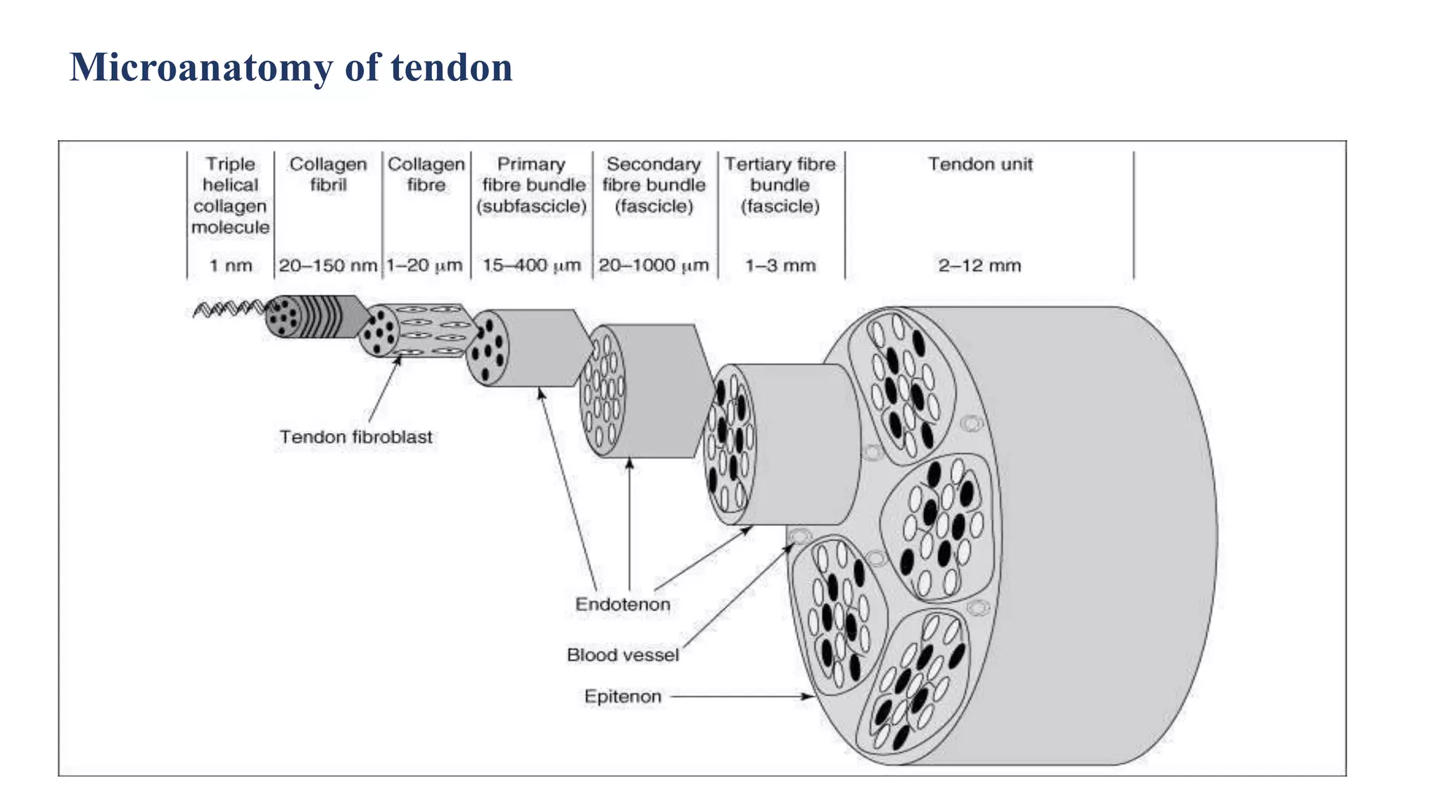 Tendon repair | PPTX
