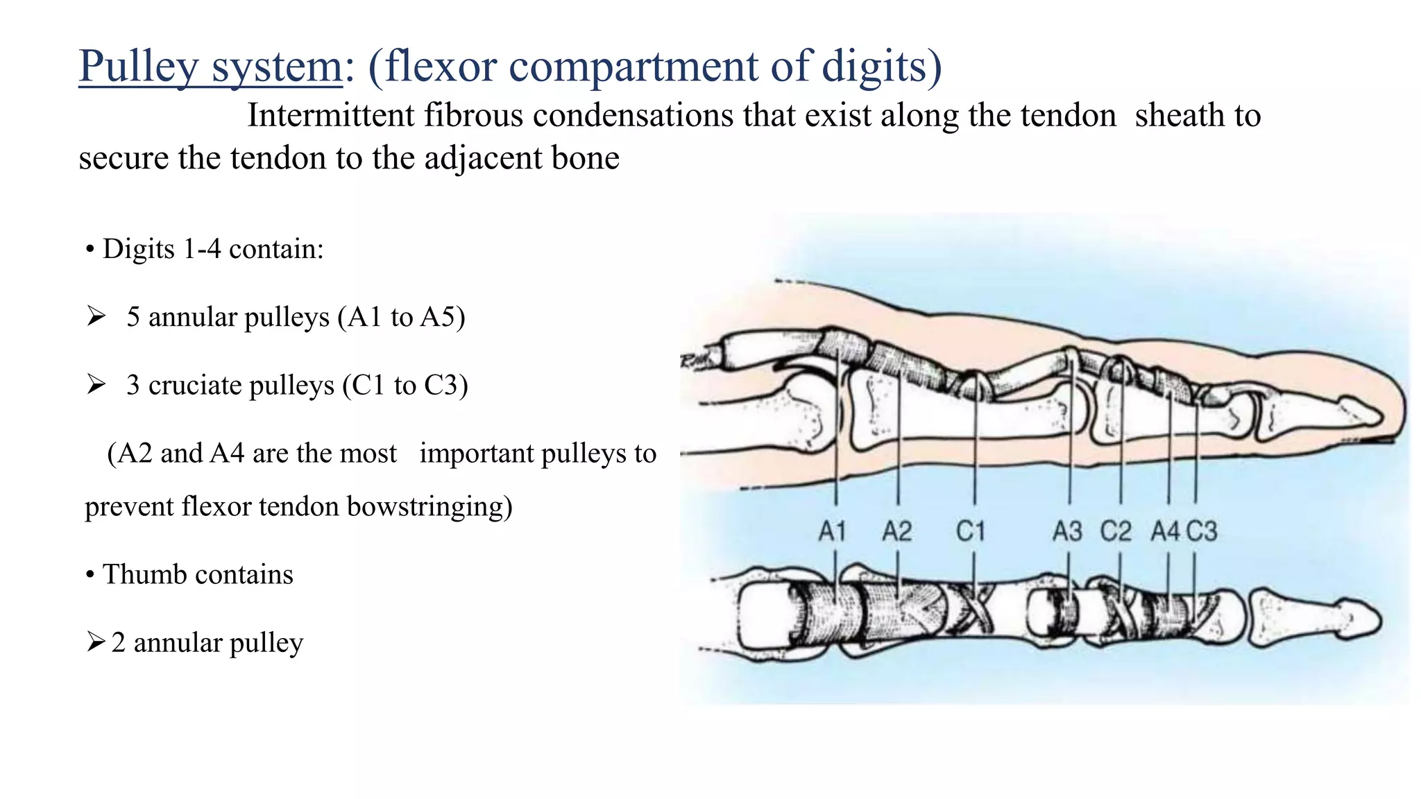 Tendon repair | PPTX