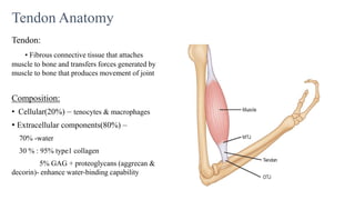 Tendon repair | PPT