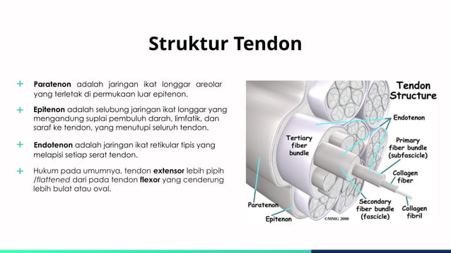 Tendon Ruptur - How to surgical management | PPT