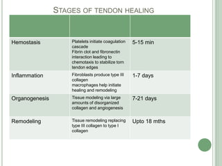 Tendons | PPTX