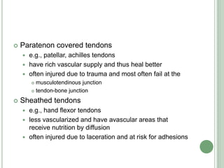 Tendons | PPTX