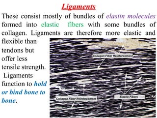 Tendons ligaments | PPT