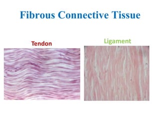 Tendon Tissue Diagram