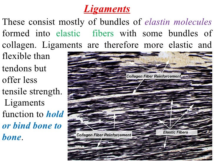 tendons-ligaments