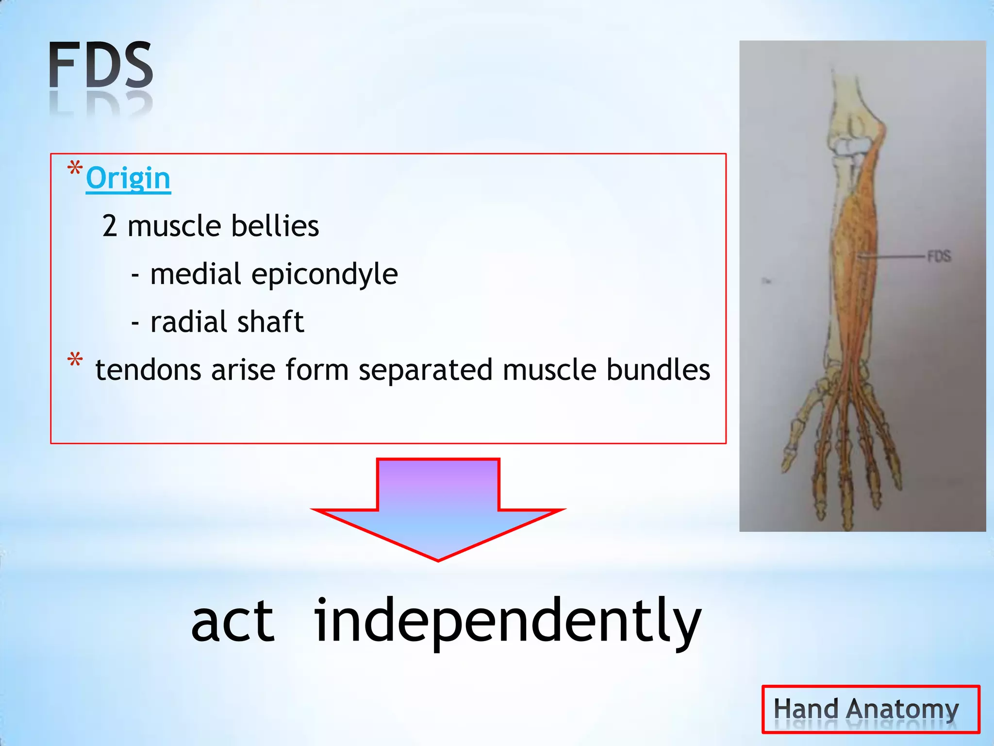 Flexor Tendon surgery | PPTX