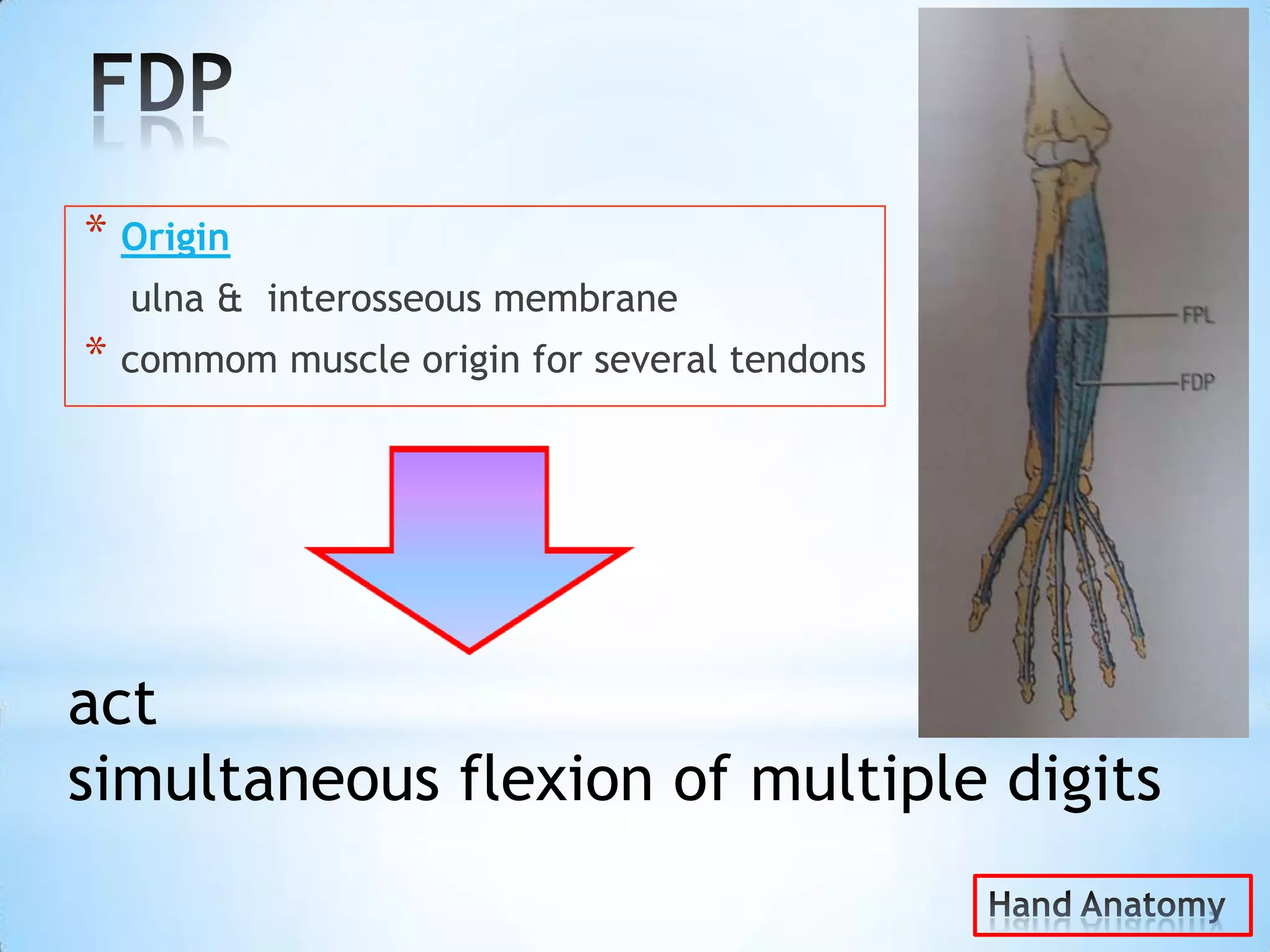 Flexor Tendon surgery | PPTX