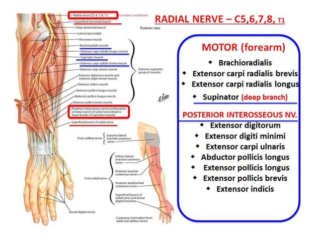Principles of Tendon transfer and basics of tendon transfer for radial ...