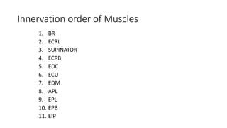 Tendon transfer for Radial nerve Palsy 2 NEW.pptx