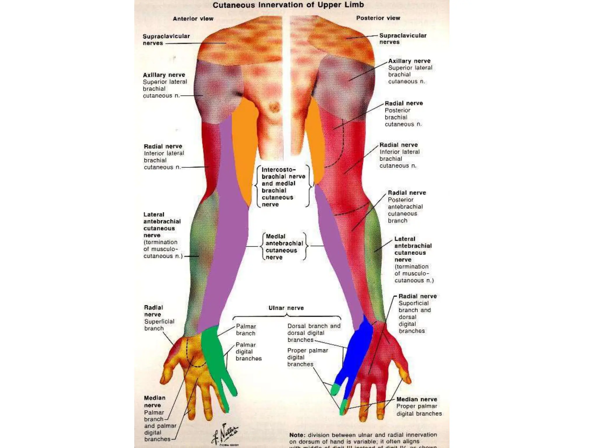 TENDON TRANSFER FOR ULNAR NERVE PALSY ppt | PPTX
