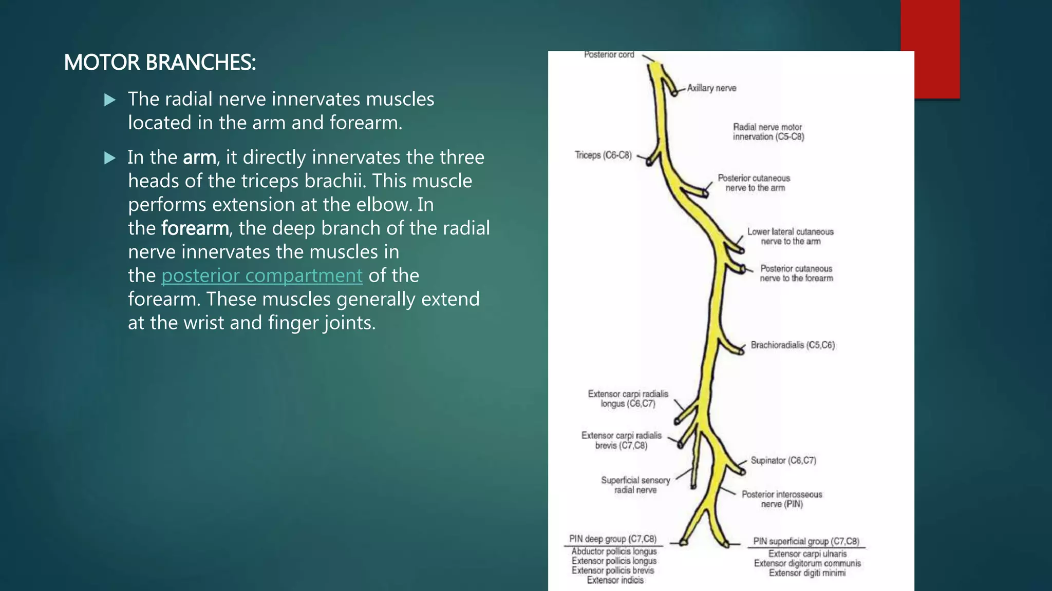 RADIAL NERVE PALSY AND TENDON TRANSFER | PPTX