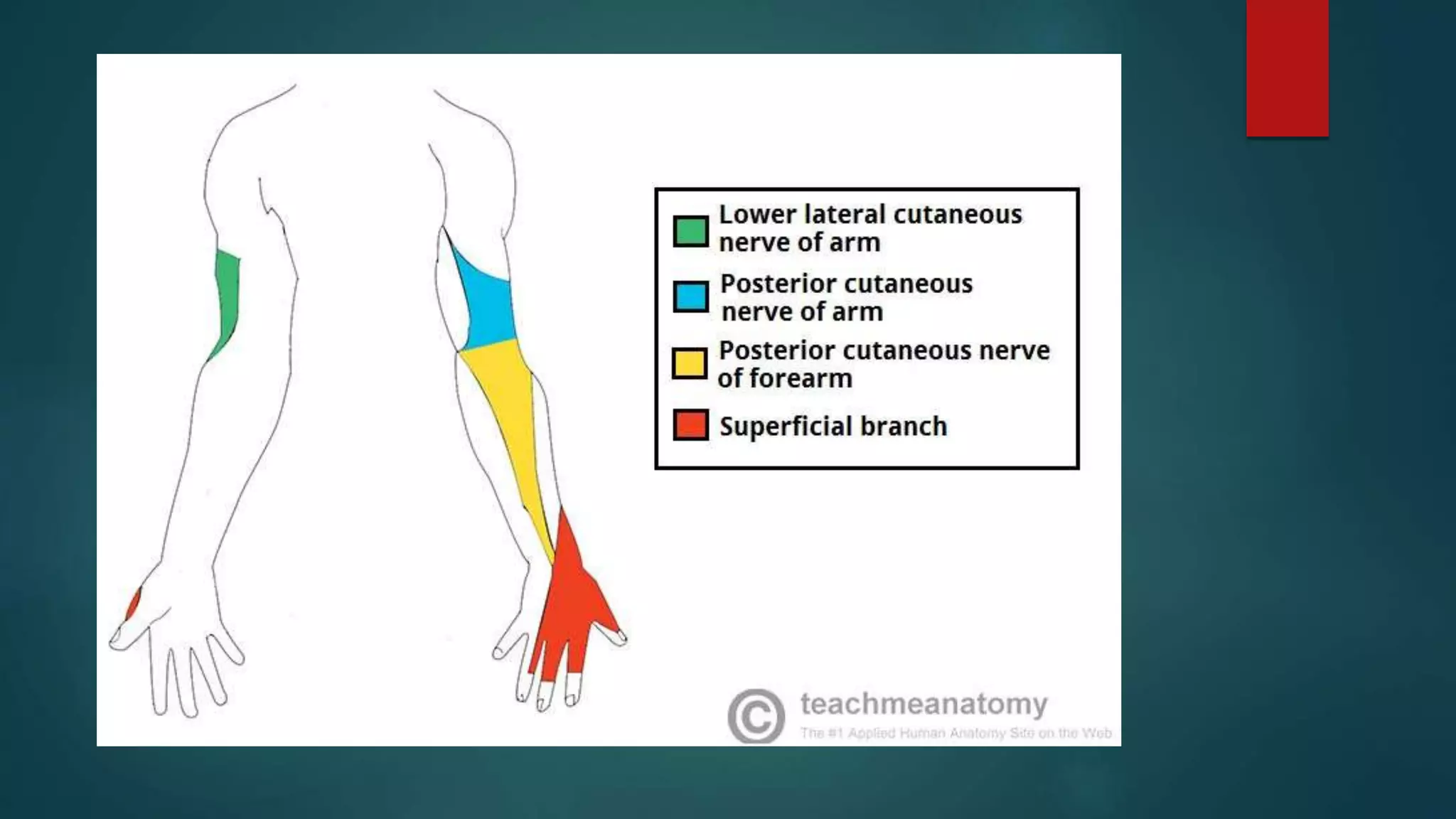 RADIAL NERVE PALSY AND TENDON TRANSFER | PPTX