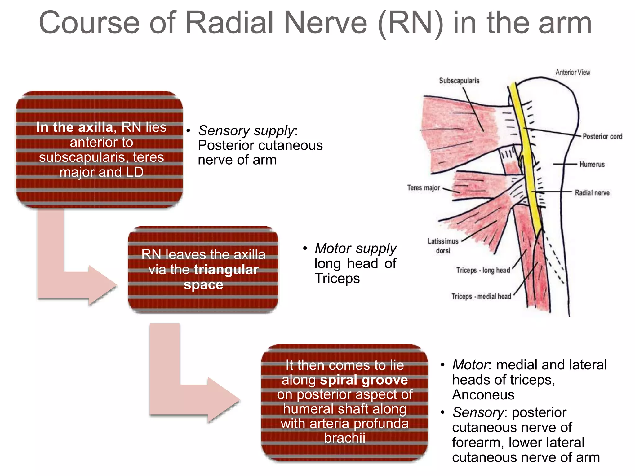 Tendon transfers for radial nerve palsy | PPT