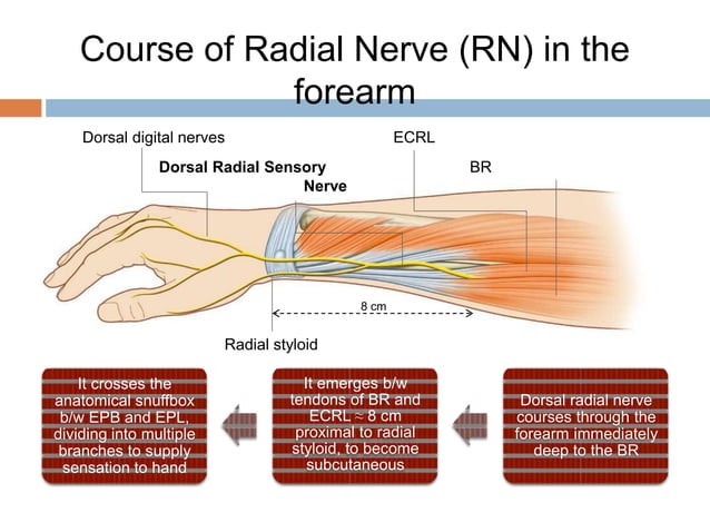 Tendon transfers for radial nerve palsy | PPT