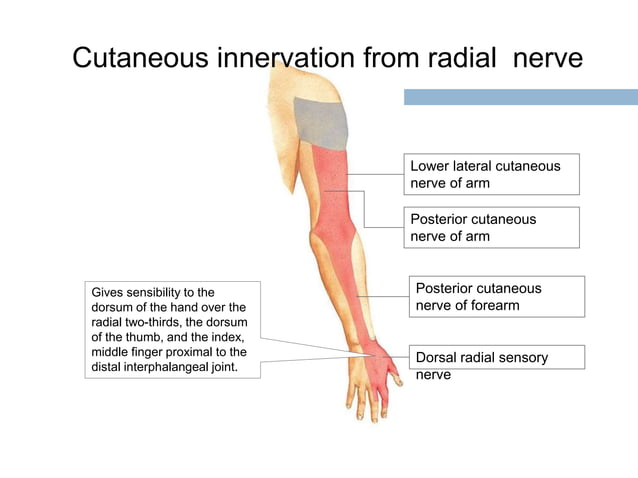 Tendon transfers for radial nerve palsy | PPT