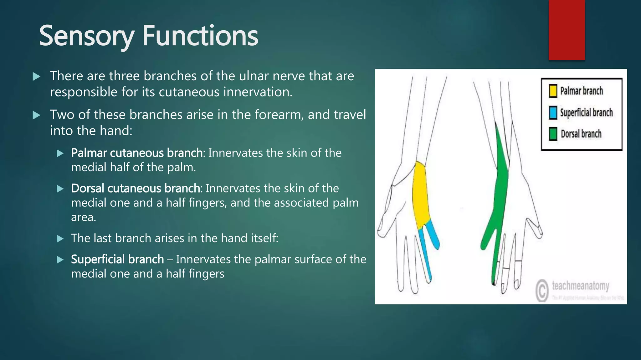 ULNAR NERVE PALSY AND TENDON TRANSFERS | PPTX | Death, Injury, or ...