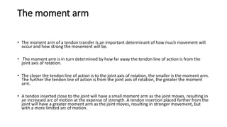 Principles of Transfer and Transfers for Radial Nerve Palsy | PPTX