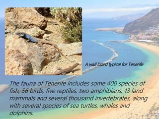 Group 6 Tenerife | PPTX