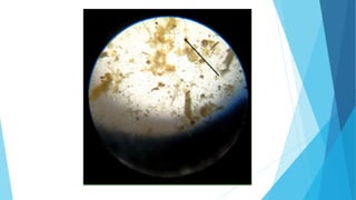 Tenets of faecal examination | PPTX