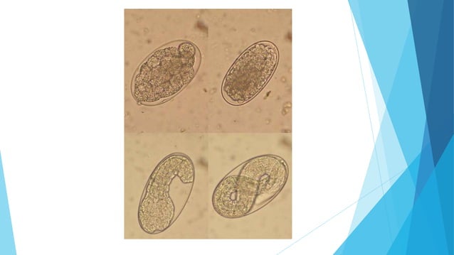 Tenets of faecal examination | PPT