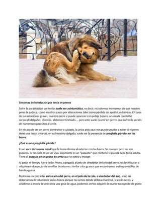 Tenia en perros.docx Y AFECTACIONES EN LOS ANIMALES | DOCX