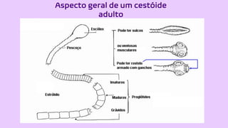 TENÍASE E CISTICERCOSE (1).pdf bem explicado | PDF