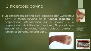 COMPLEJO TENIASIS / CISTICERCOSIS | PPTX