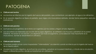 COMPLEJO TENIASIS / CISTICERCOSIS | PPTX
