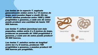 TENIASIS | PPTX