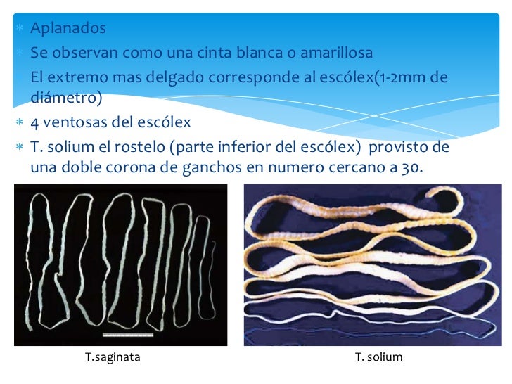 Teniasis por taenia solium y taenia saginata