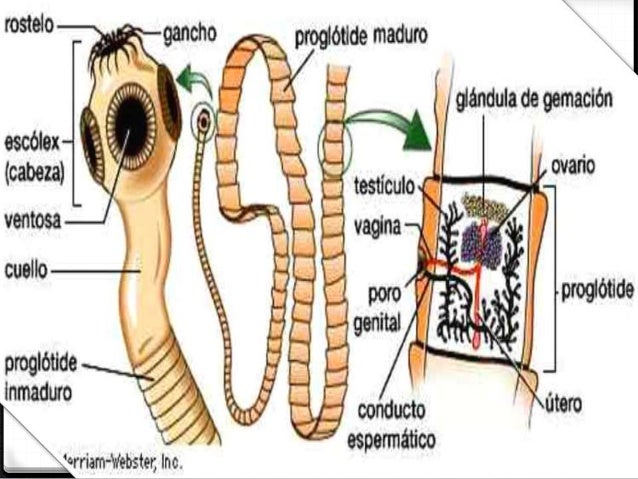 Taenia Saginata Escolex E Proglotes